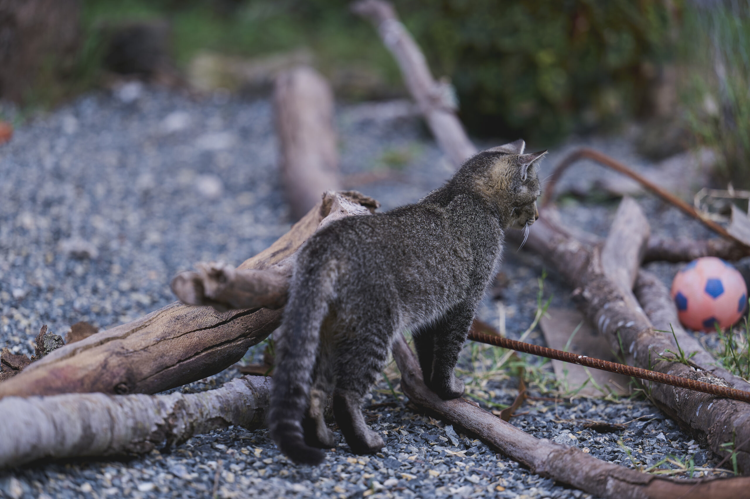 Services - The Cat Habitat