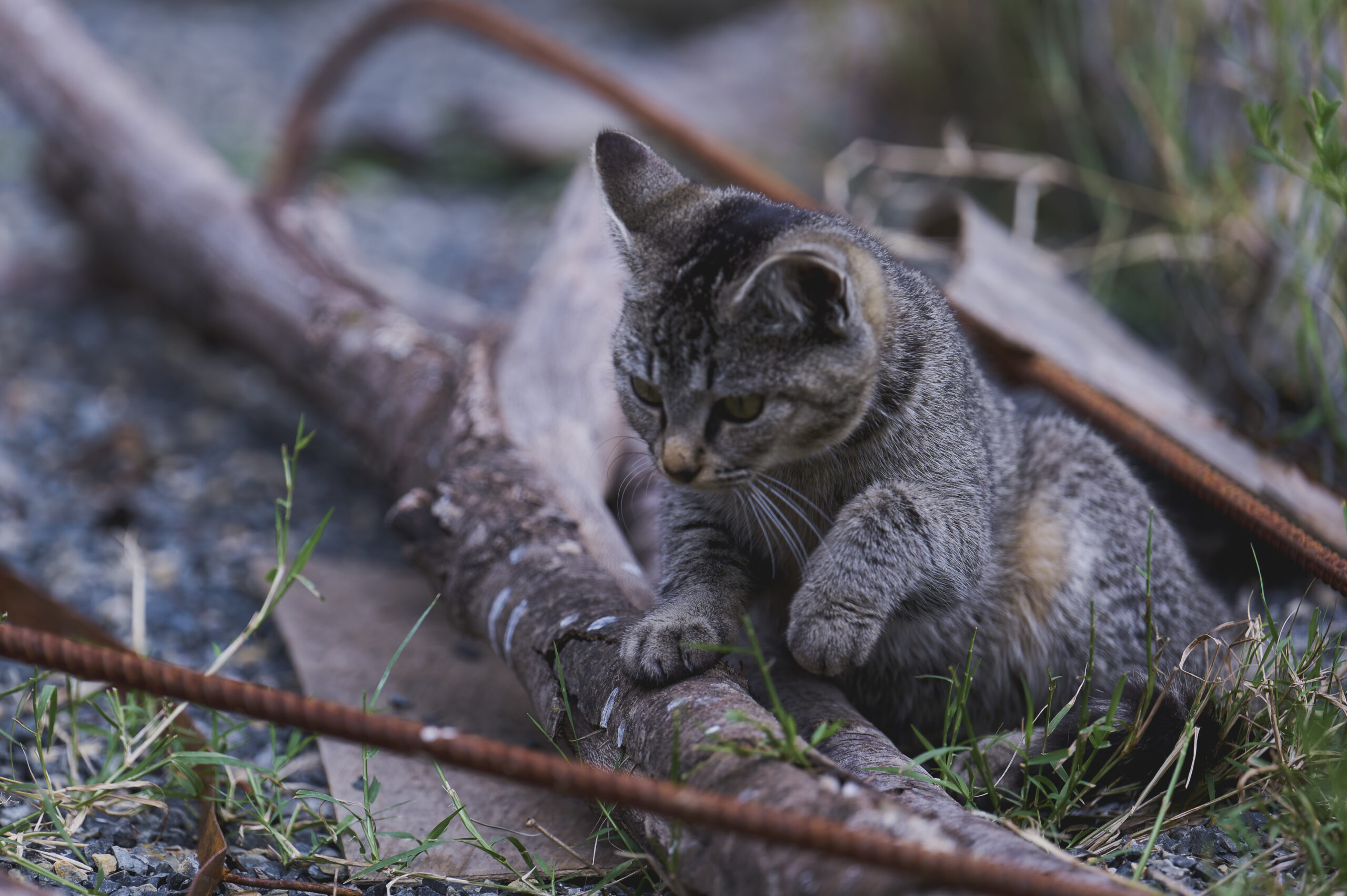 Services - The Cat Habitat